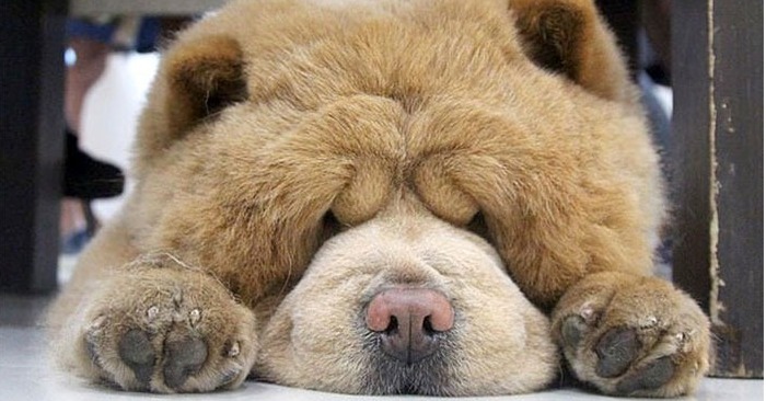 Hund Der Aussieht Wie Ein Teddy
